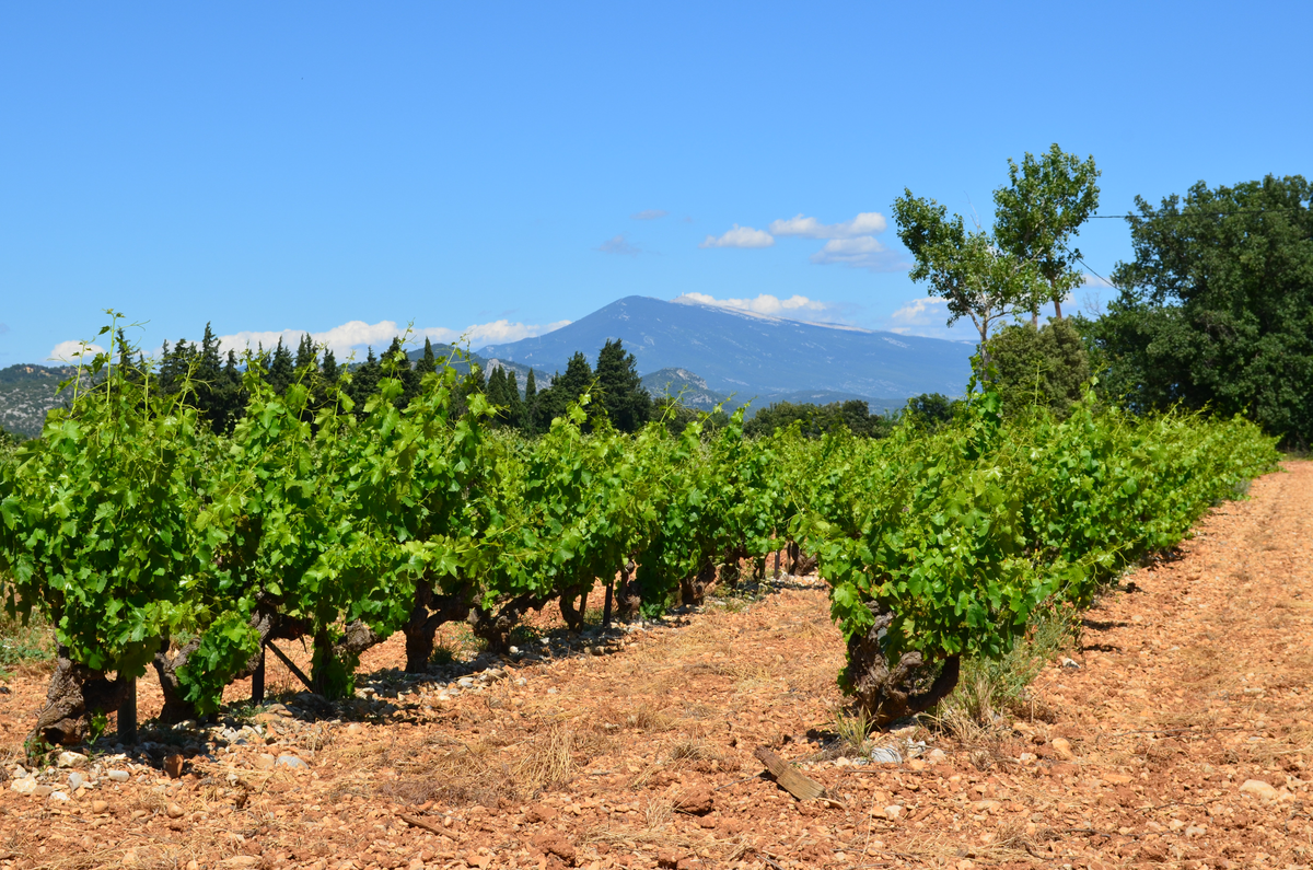 Rhone – A.O.C. Wine